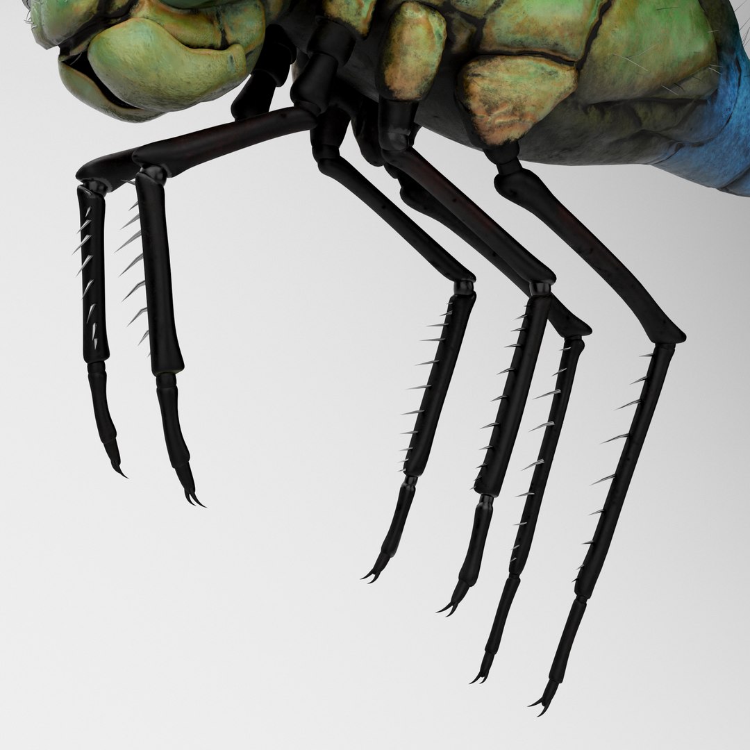 3D Model Anax Imperator Rigged - TurboSquid 2087143