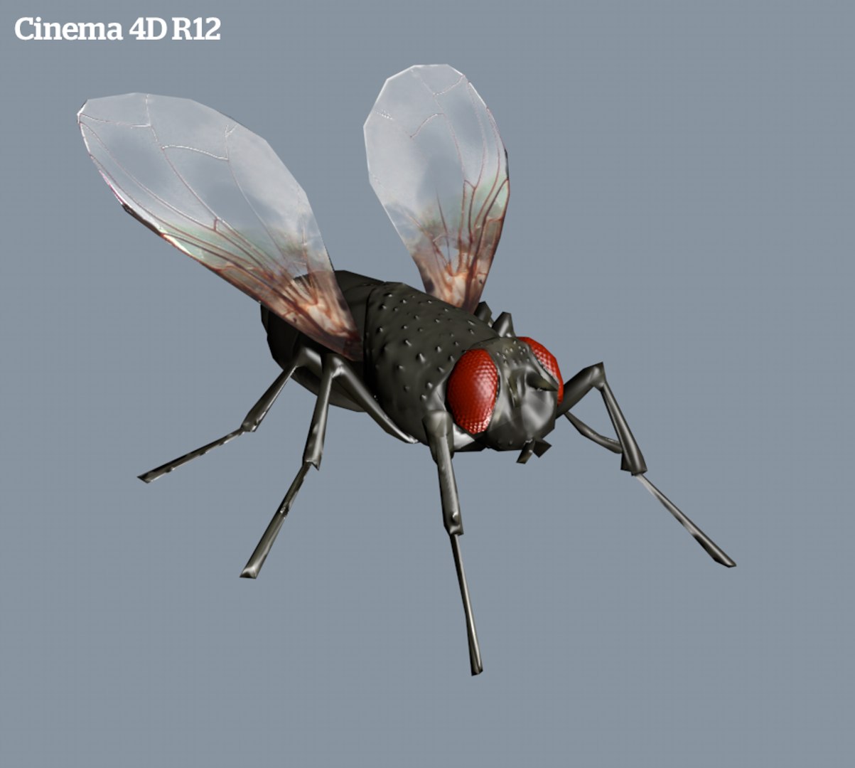house fly obj