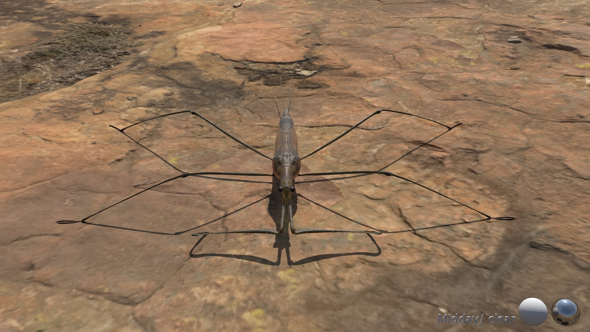 Water Stick Insect 3D Model - TurboSquid 2407509
