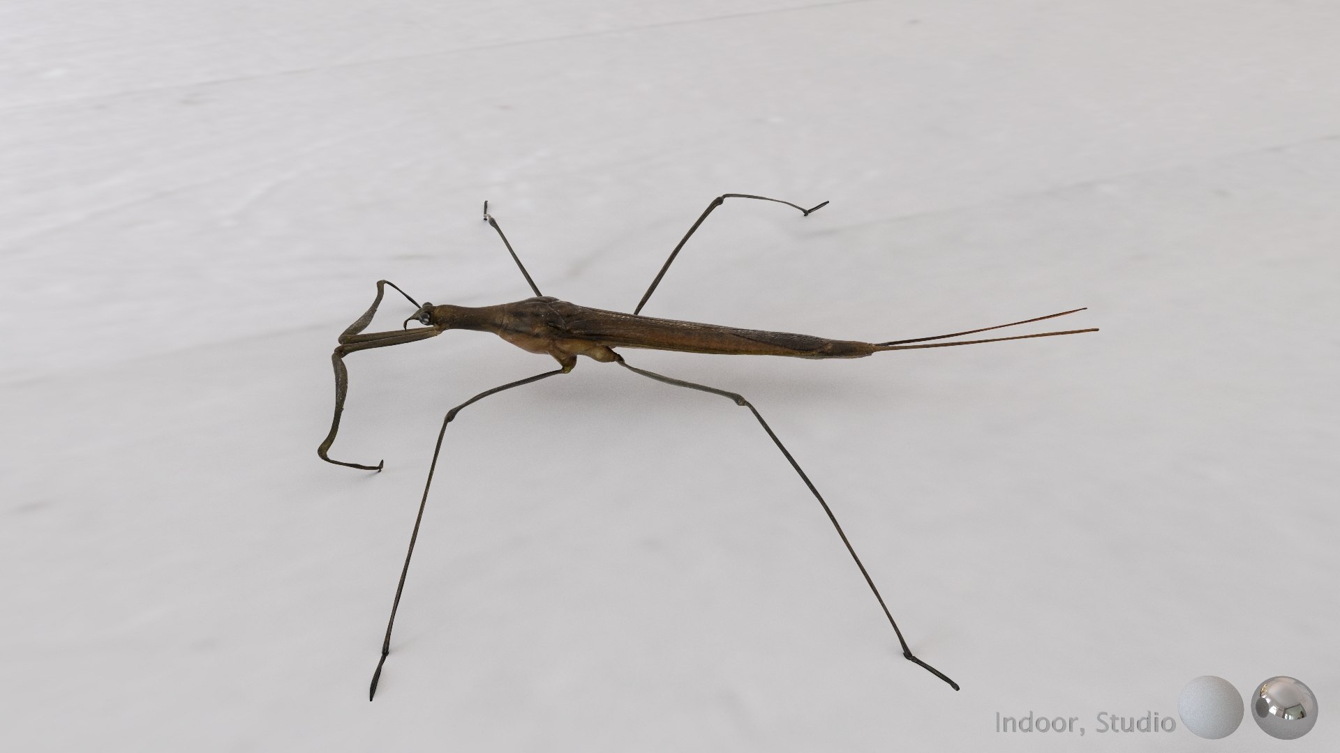 Water Stick Insect 3D Model - TurboSquid 2407509