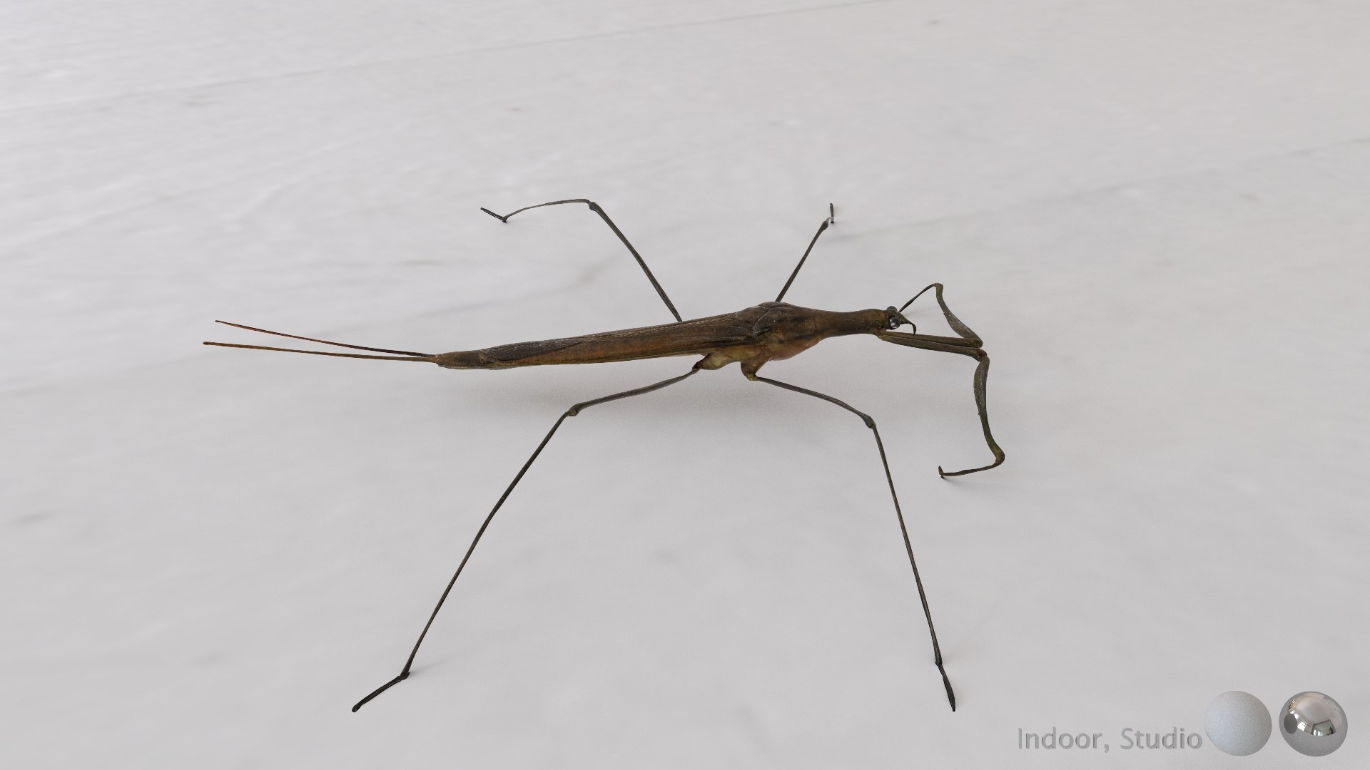 Water Stick Insect 3D Model - TurboSquid 2407509