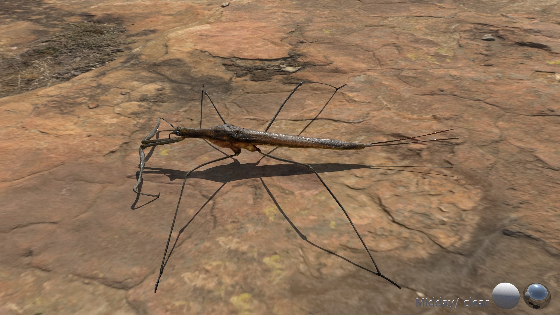 Water Stick Insect 3D Model - TurboSquid 2407509