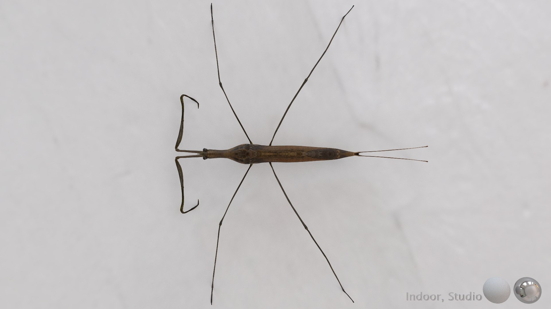 Water Stick Insect 3D Model - TurboSquid 2407509