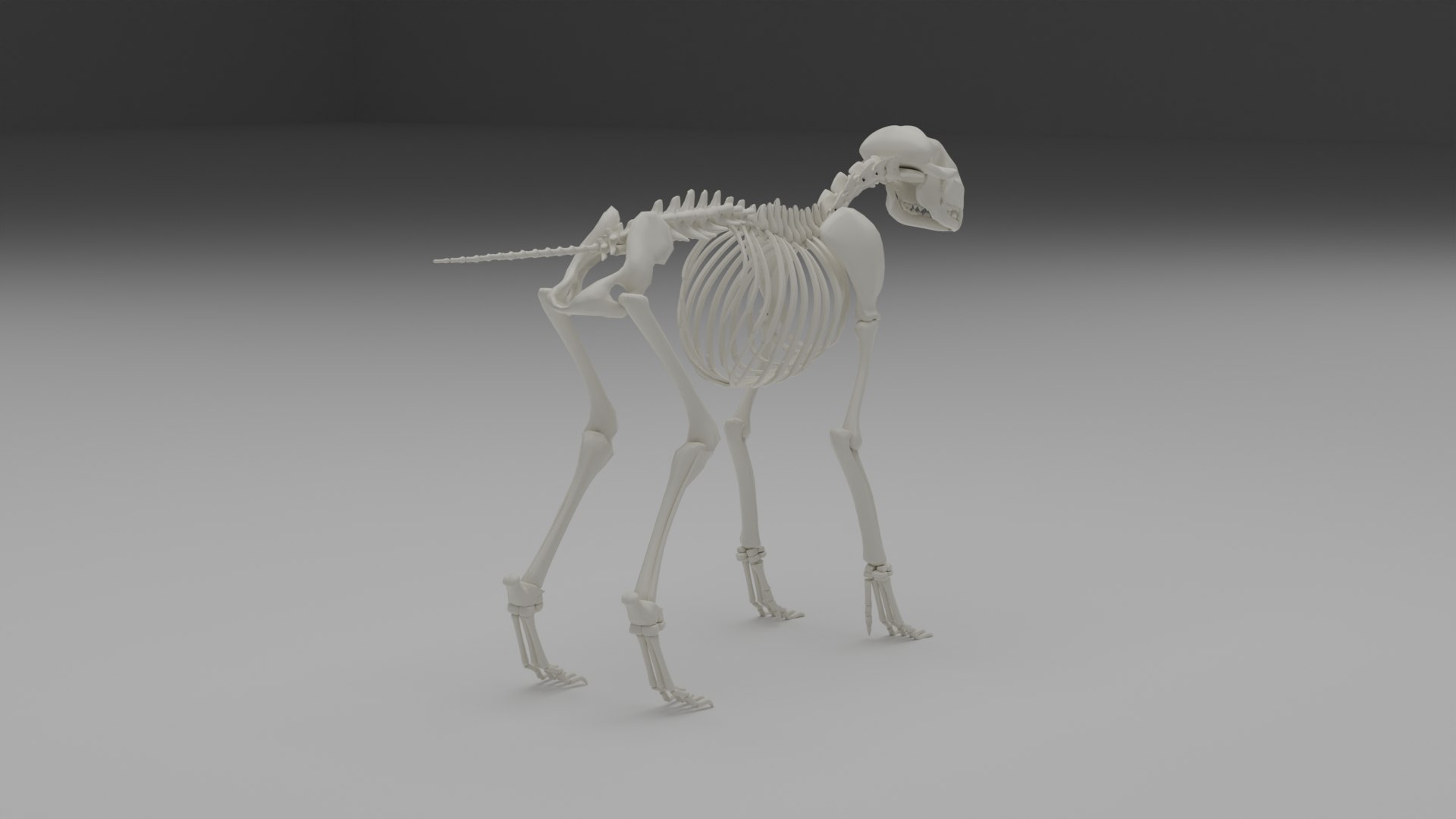 3D Wolf Skeleton Model - TurboSquid 1847717