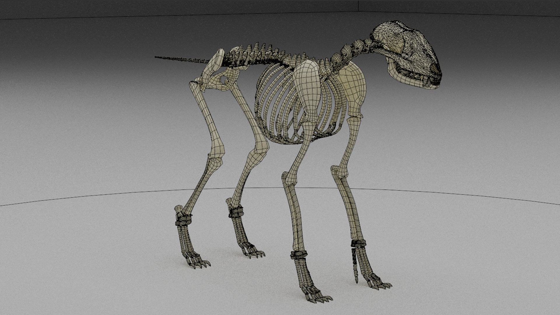 3D Wolf Skeleton Model - TurboSquid 1847717