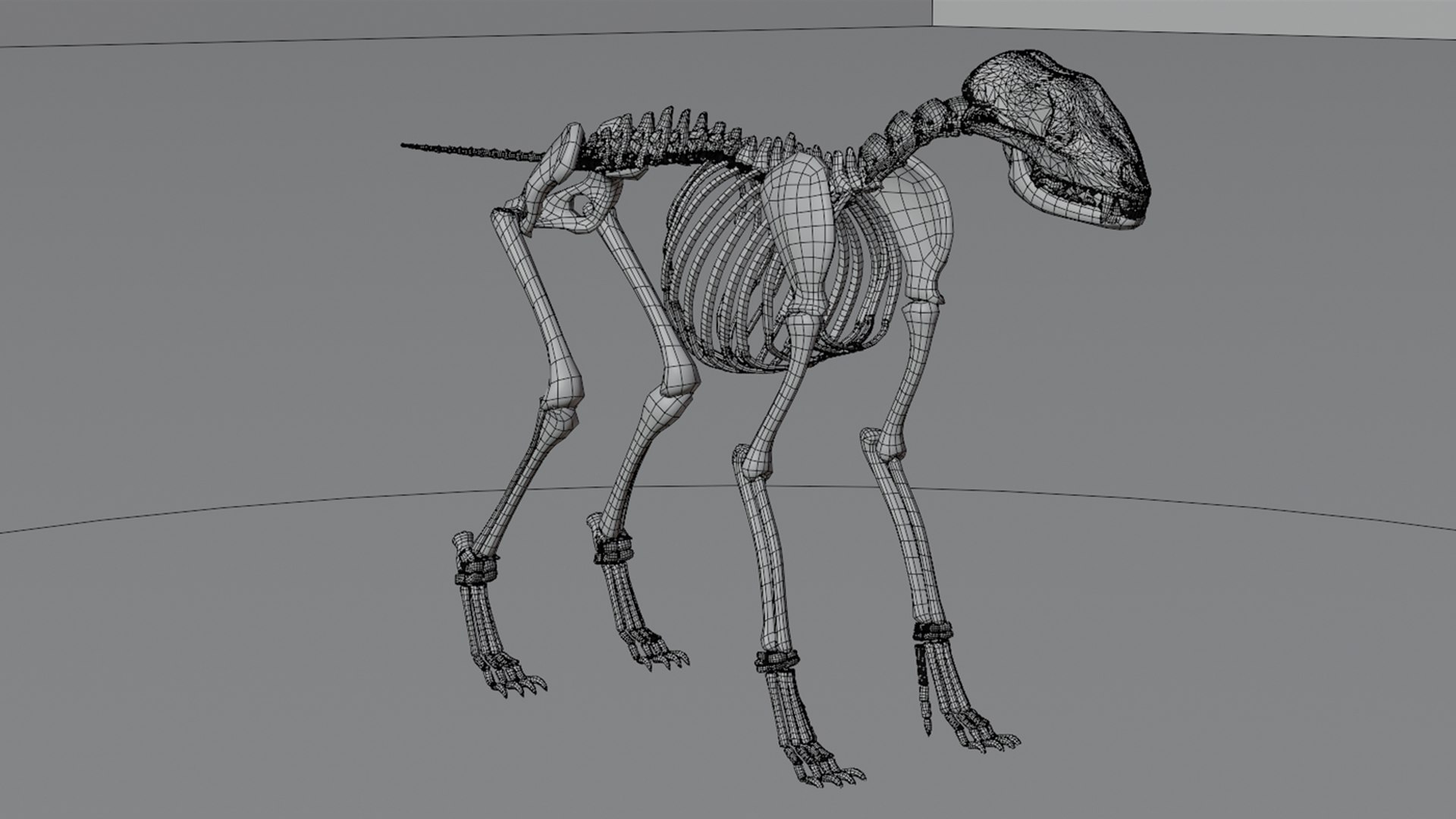 3D Wolf Skeleton Model - TurboSquid 1847717