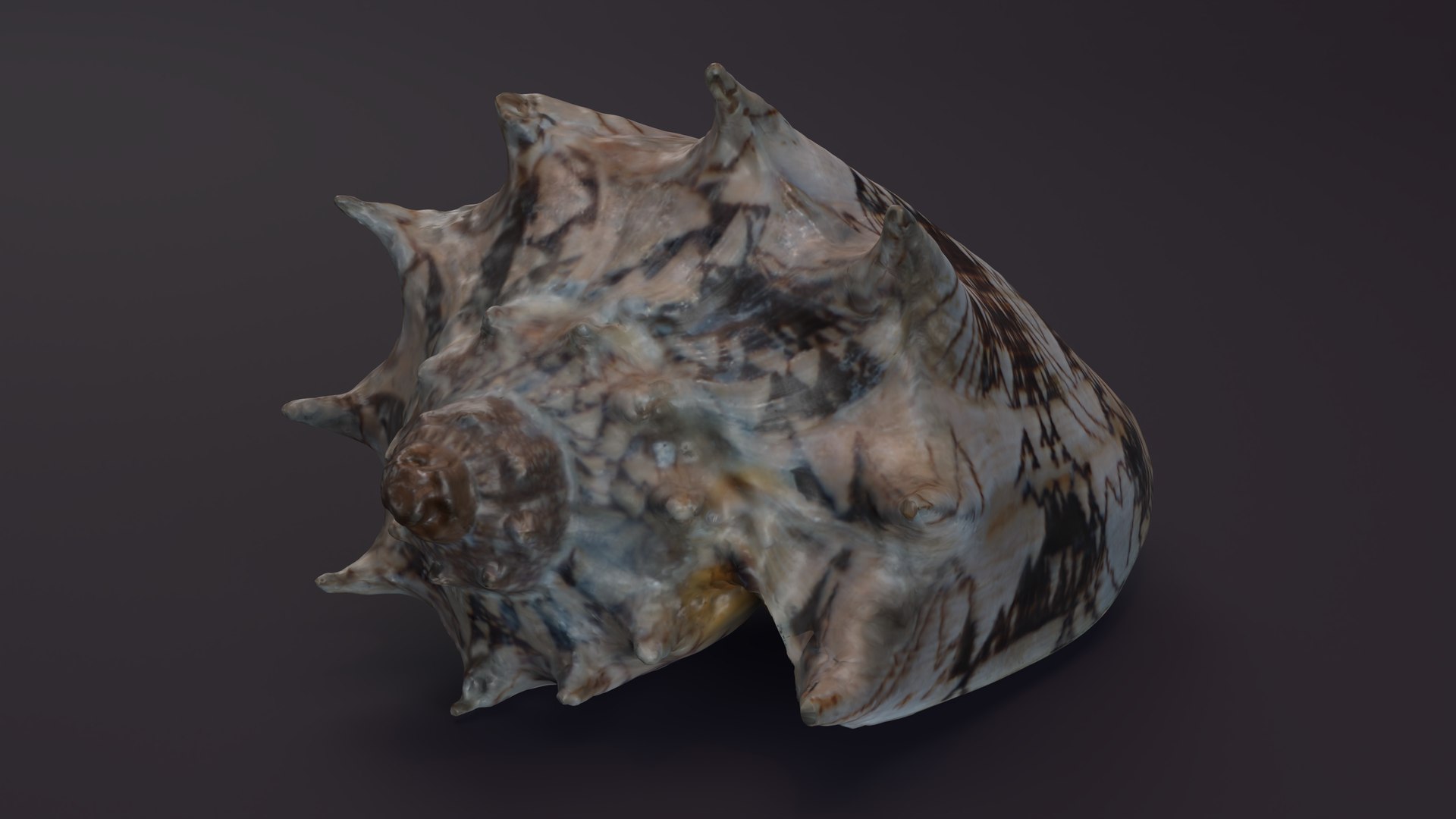 Seashell 3D Model - TurboSquid 1983892