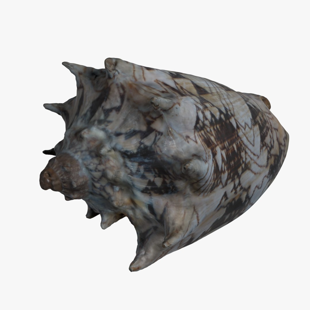 Seashell 3D Model - TurboSquid 1983892
