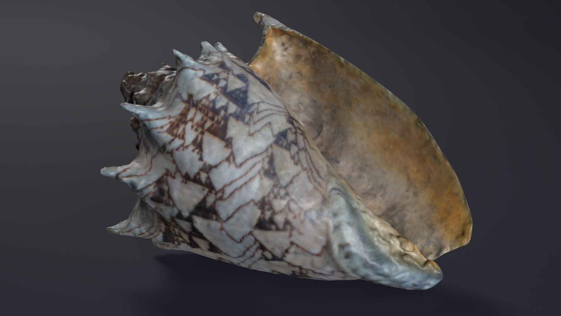 Seashell 3D Model - TurboSquid 1983892