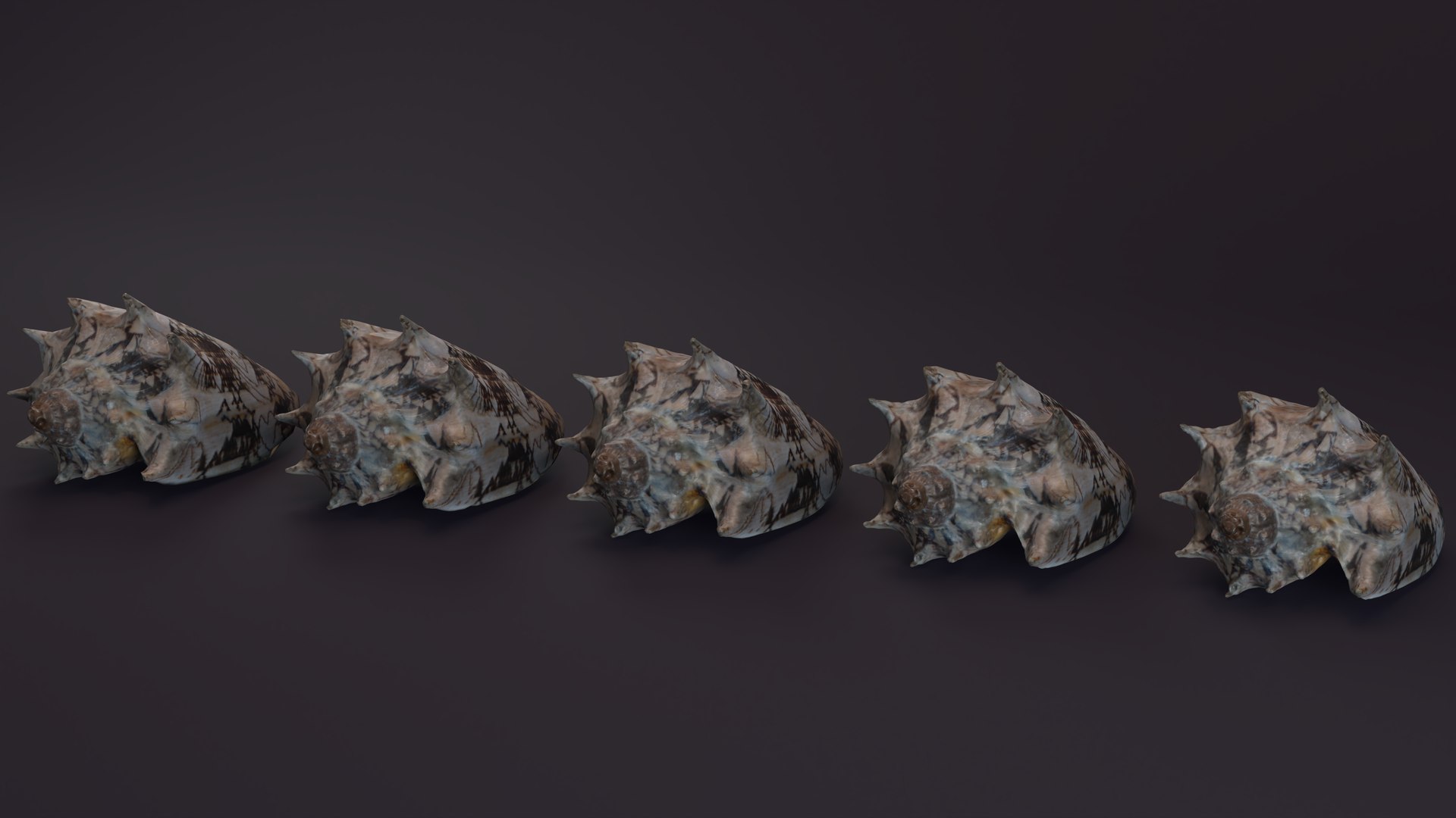 Seashell 3D Model - TurboSquid 1983892