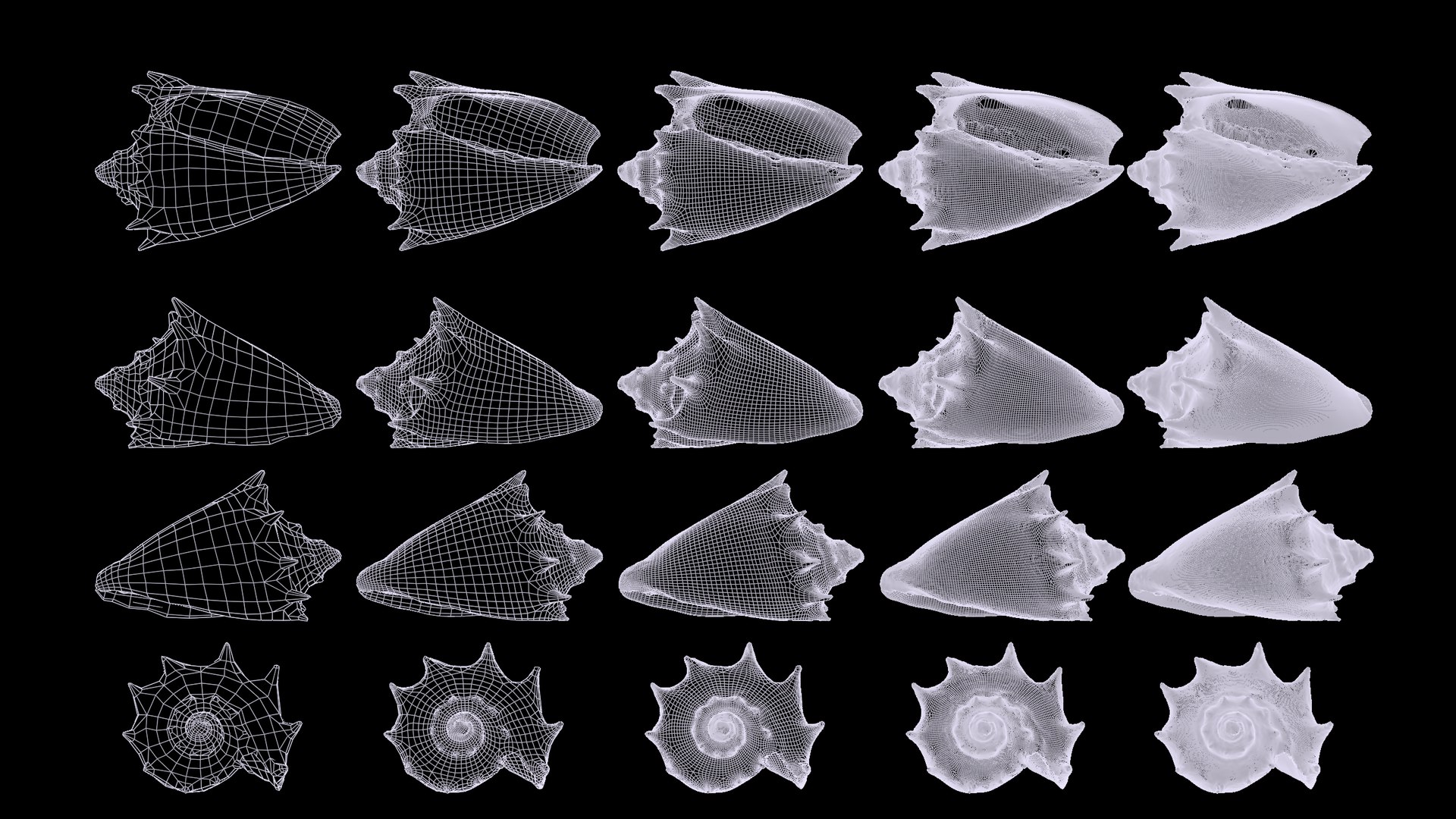 Seashell 3D Model - TurboSquid 1983892