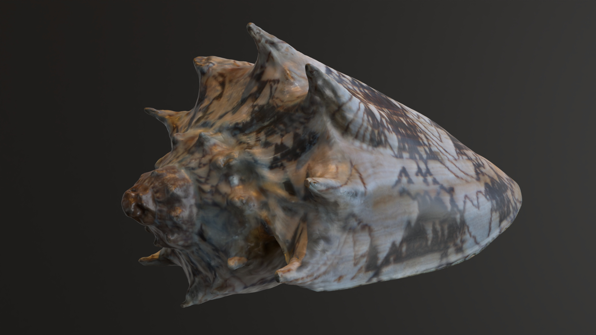Seashell 3D Model - TurboSquid 1983892