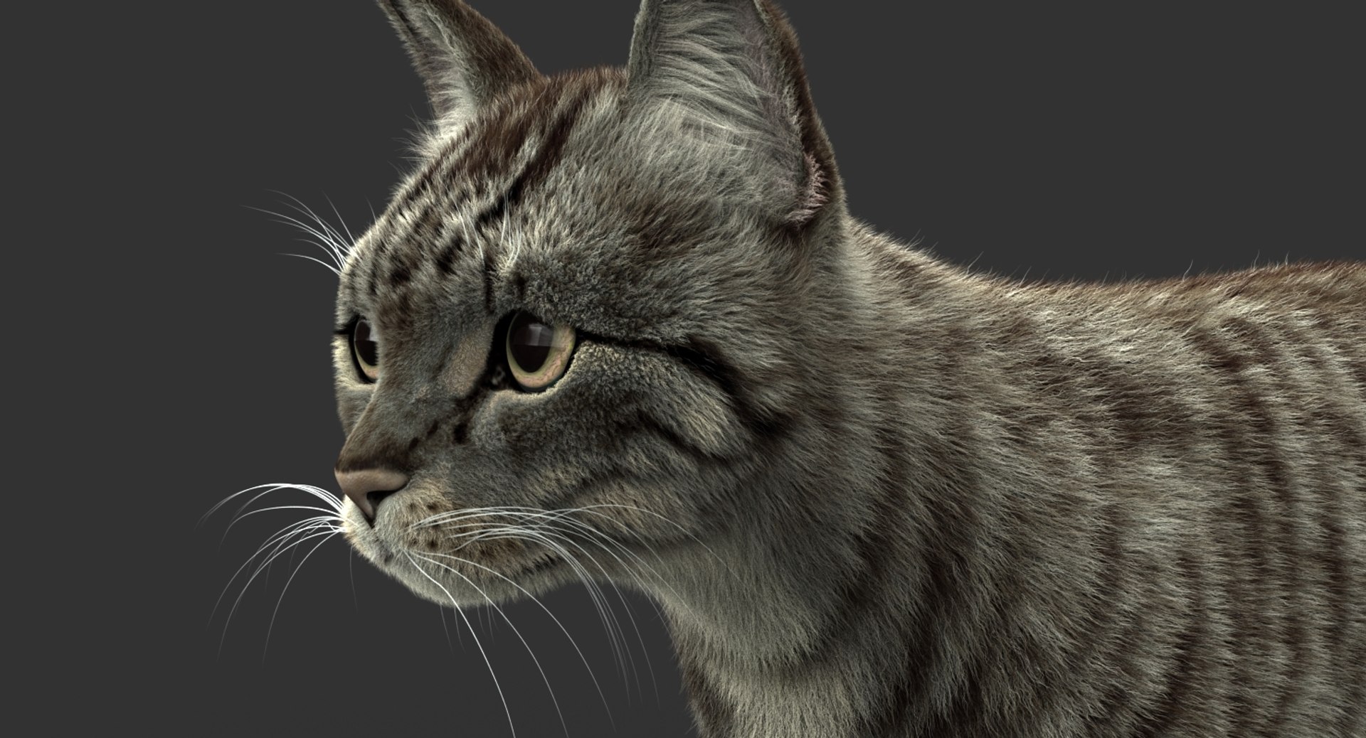 3D cat fur 2 model - TurboSquid 1286973
