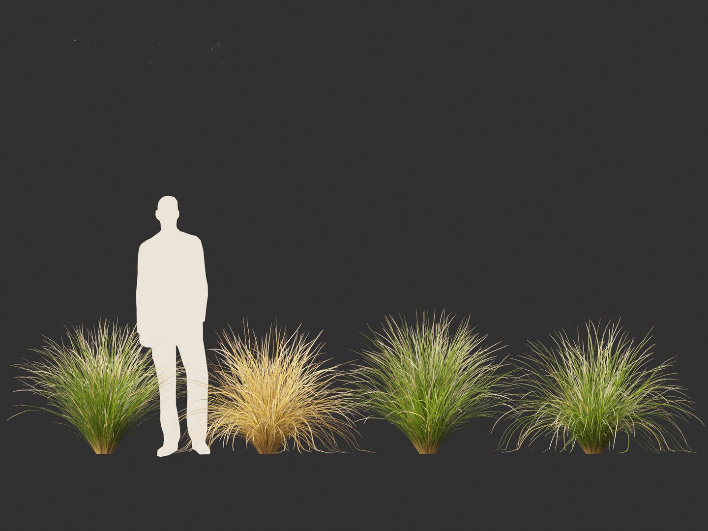 Chionochloa Rubra - Red Tussock Grass 01 3D Model - TurboSquid 2113588