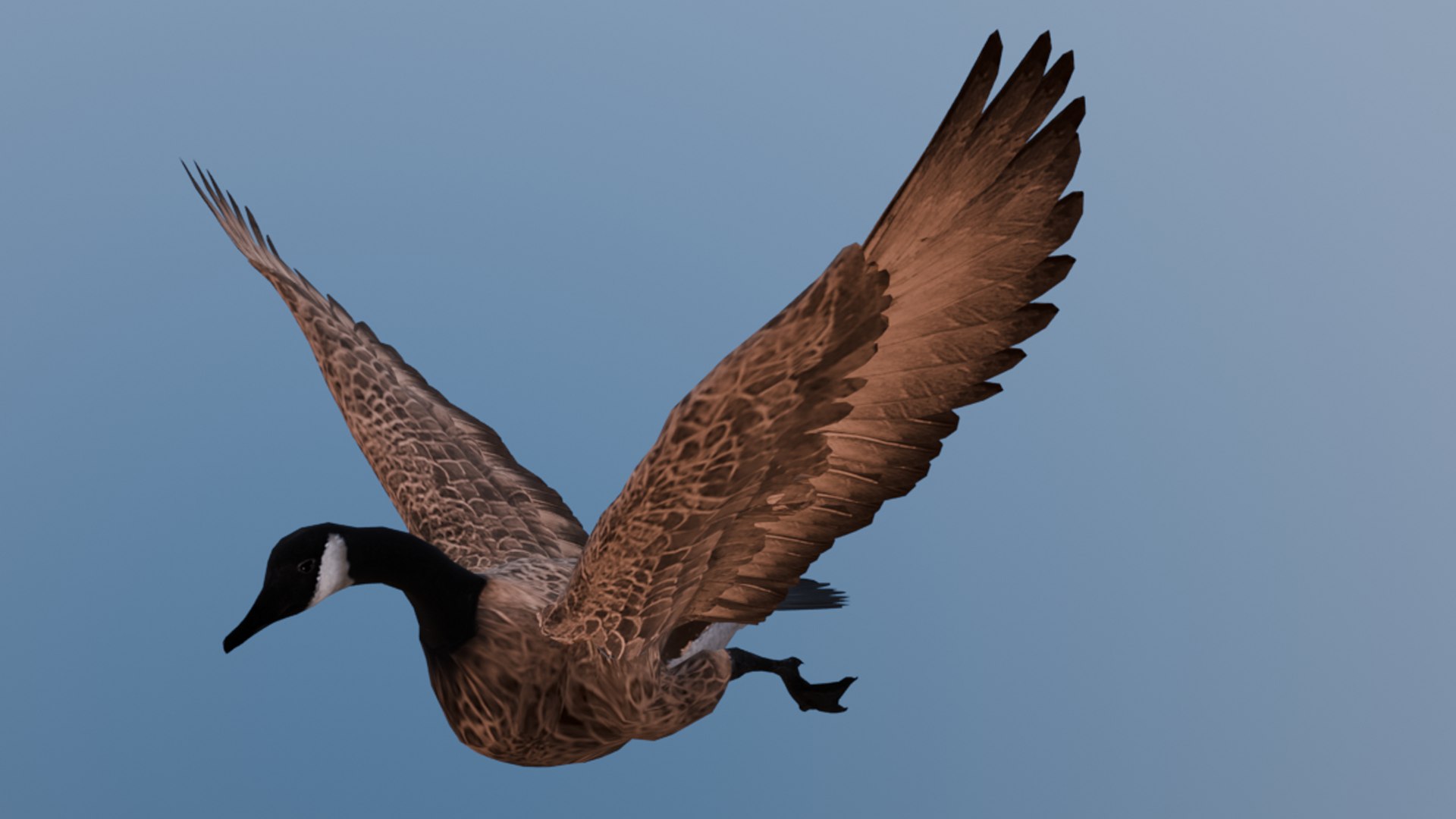 3D Cackling Goose Model - TurboSquid 2419703