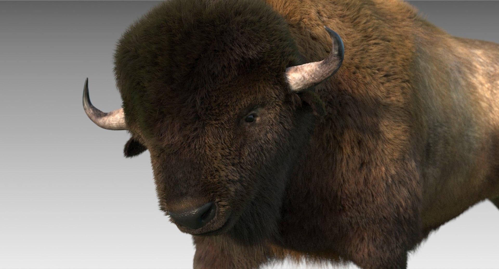 3D Bison Fur Rig - TurboSquid 1296663