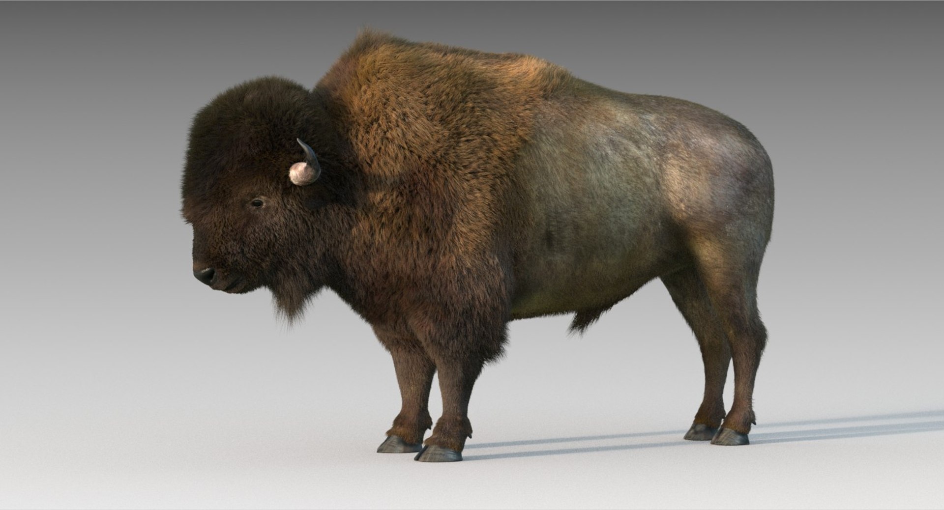 3D Bison Fur Rig - TurboSquid 1296663