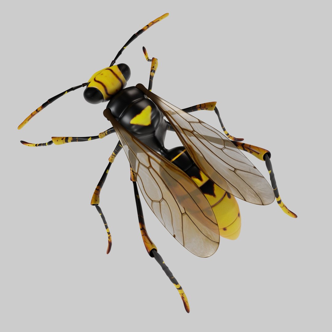 3d Rigged Wasp