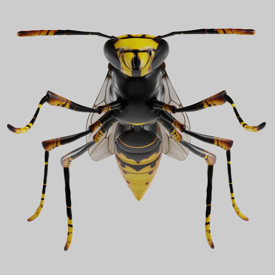 3d Rigged Wasp