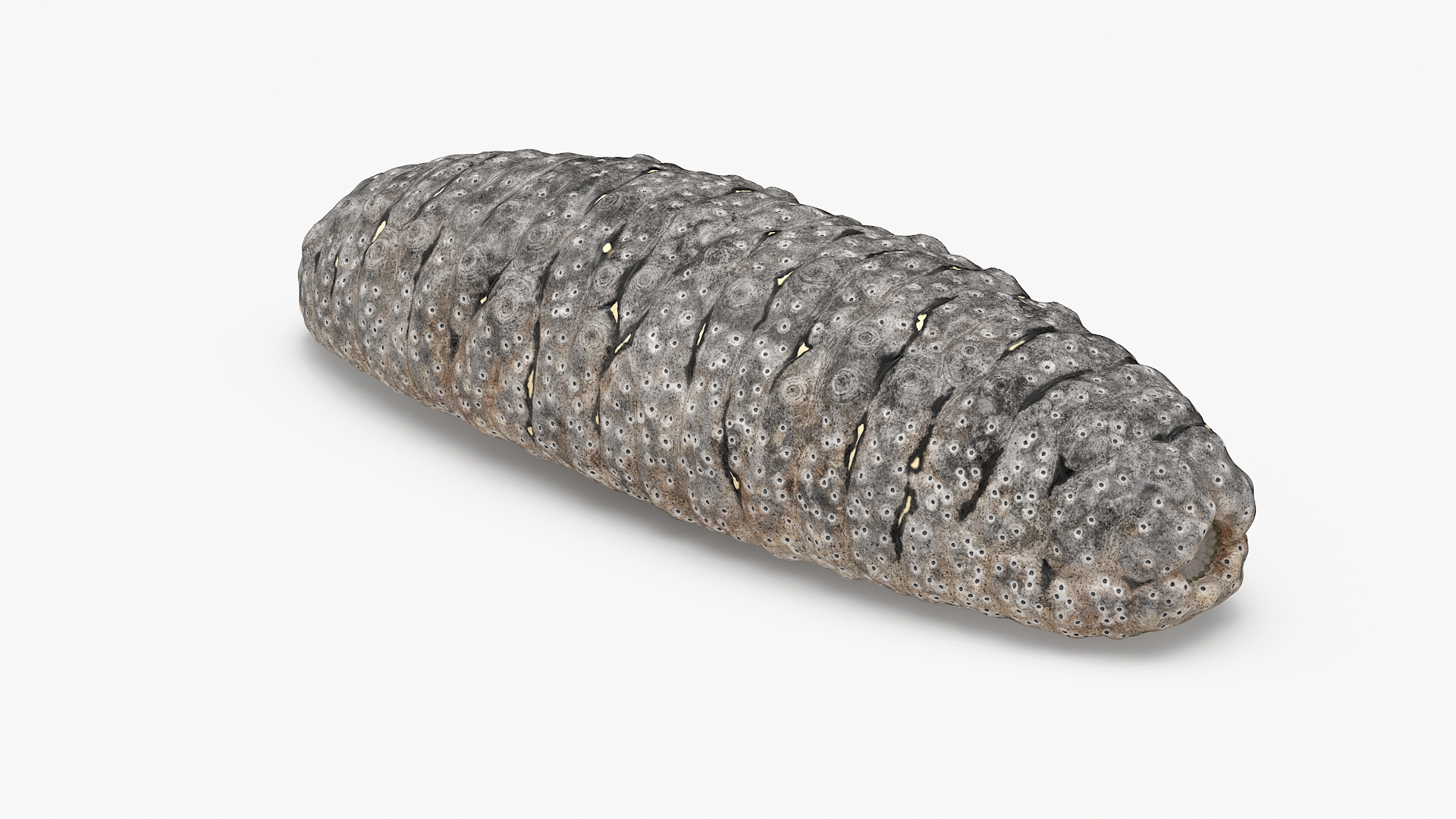 Trepang Gray Rigged For Maya 3D Model - TurboSquid 2350813