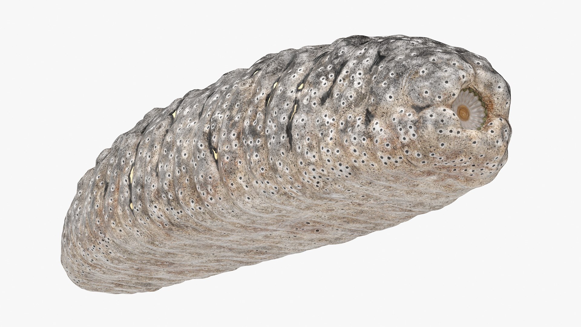 Trepang Gray Rigged For Maya 3D Model - TurboSquid 2350813