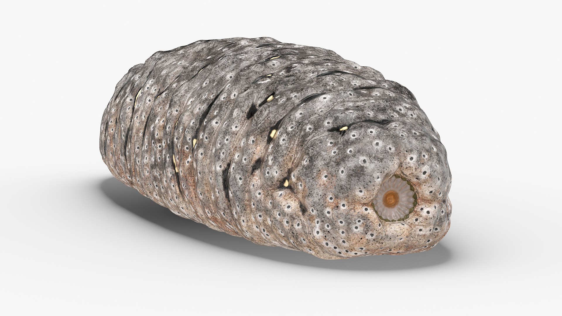 Trepang Gray Rigged For Maya 3D Model - TurboSquid 2350813