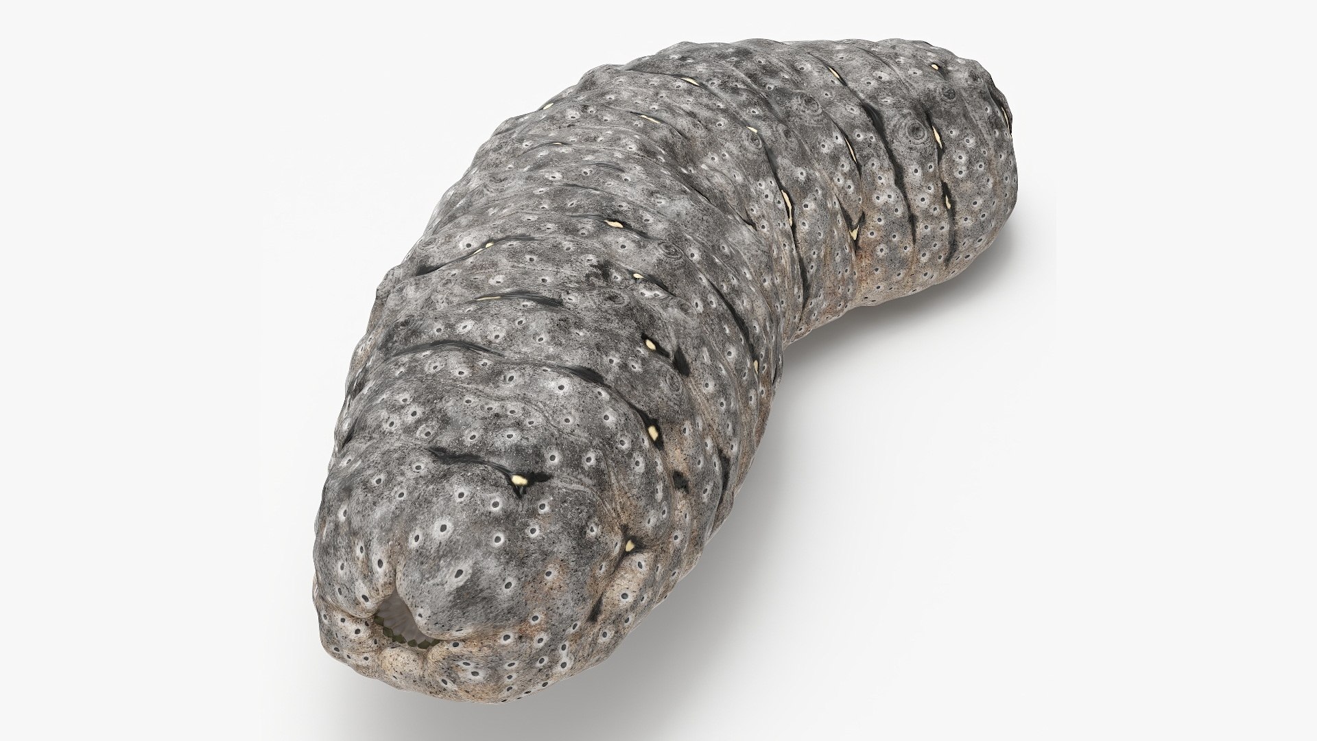 Trepang Gray Rigged For Maya 3D Model - TurboSquid 2350813