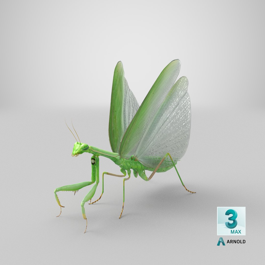 3D european mantis - TurboSquid 1257278