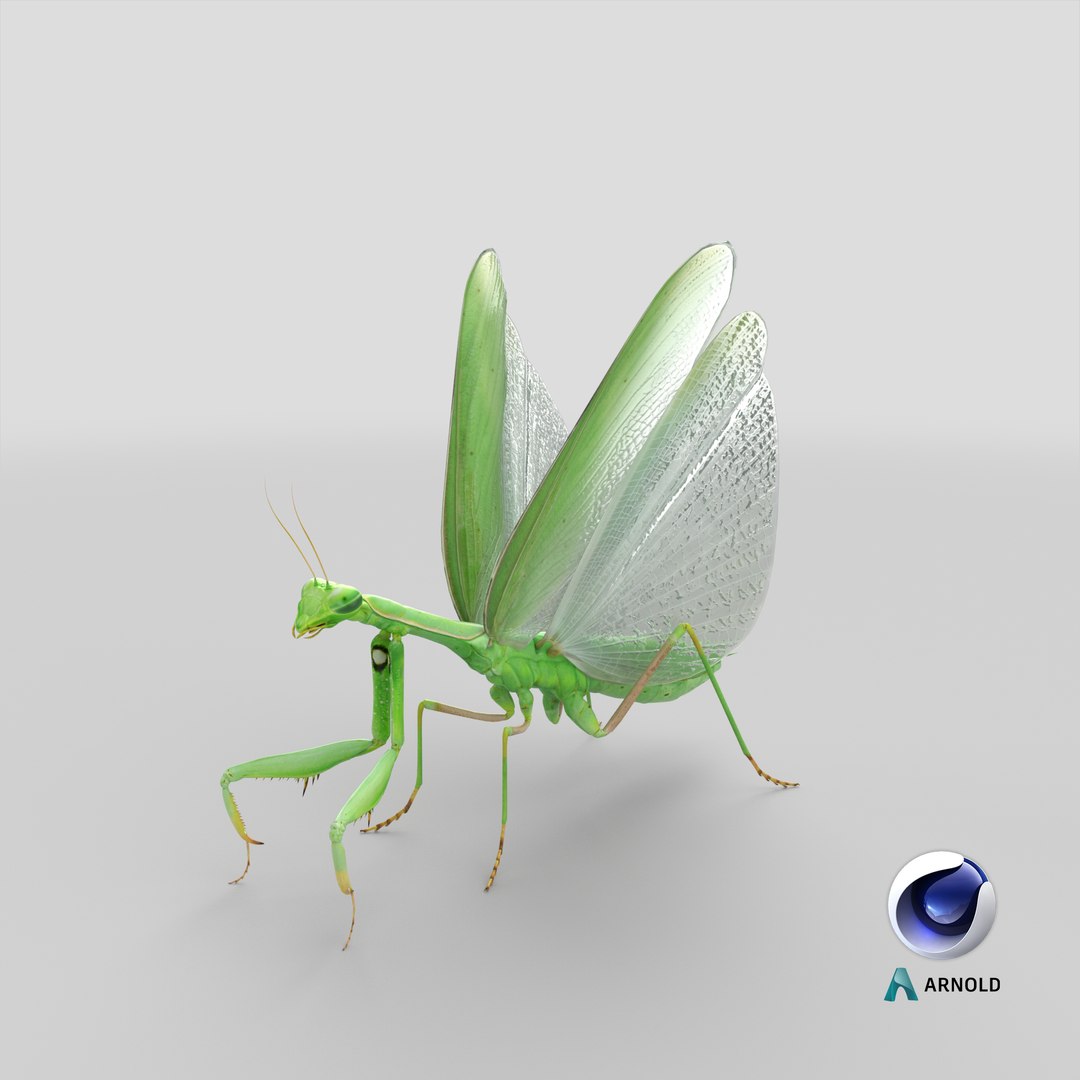 3D european mantis - TurboSquid 1257278