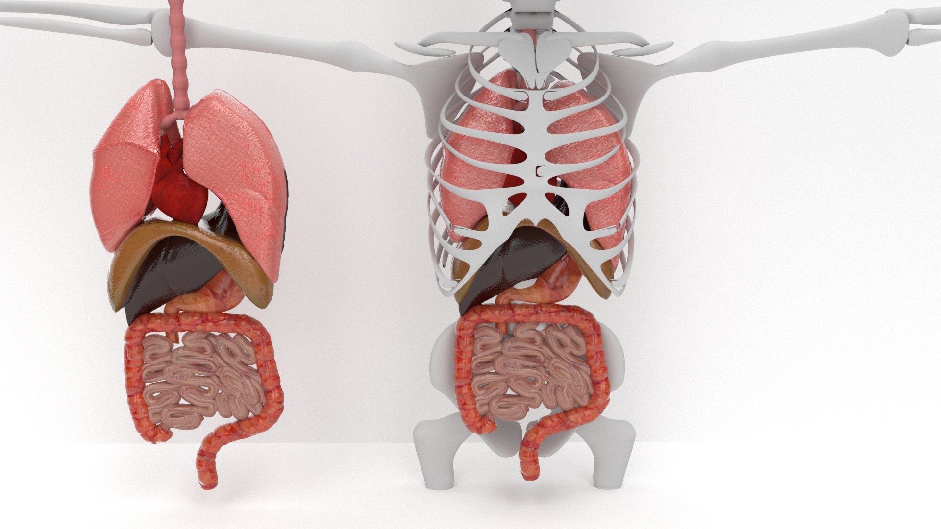 Human internal organs 3D model - TurboSquid 1681590