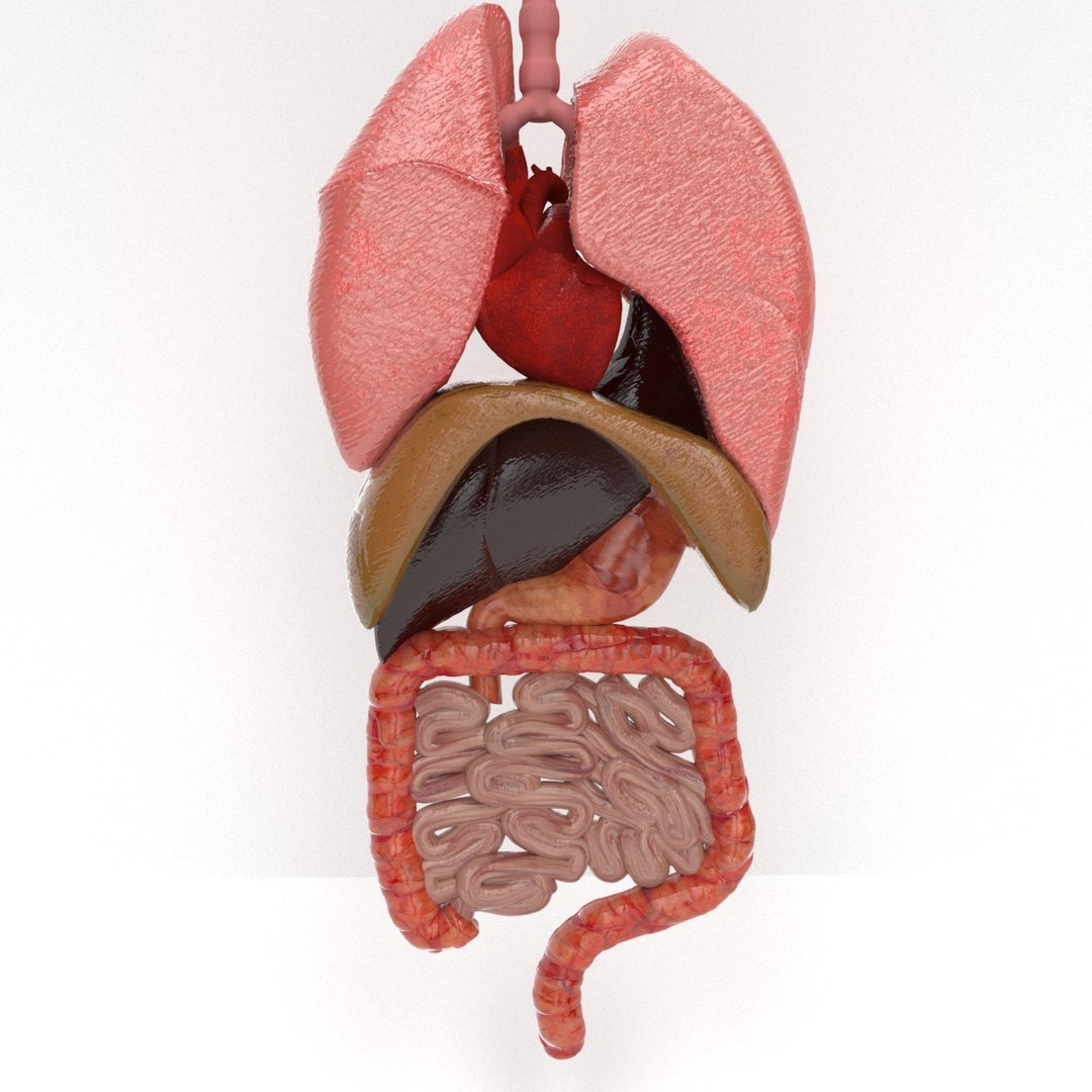 Human internal organs 3D model - TurboSquid 1681590