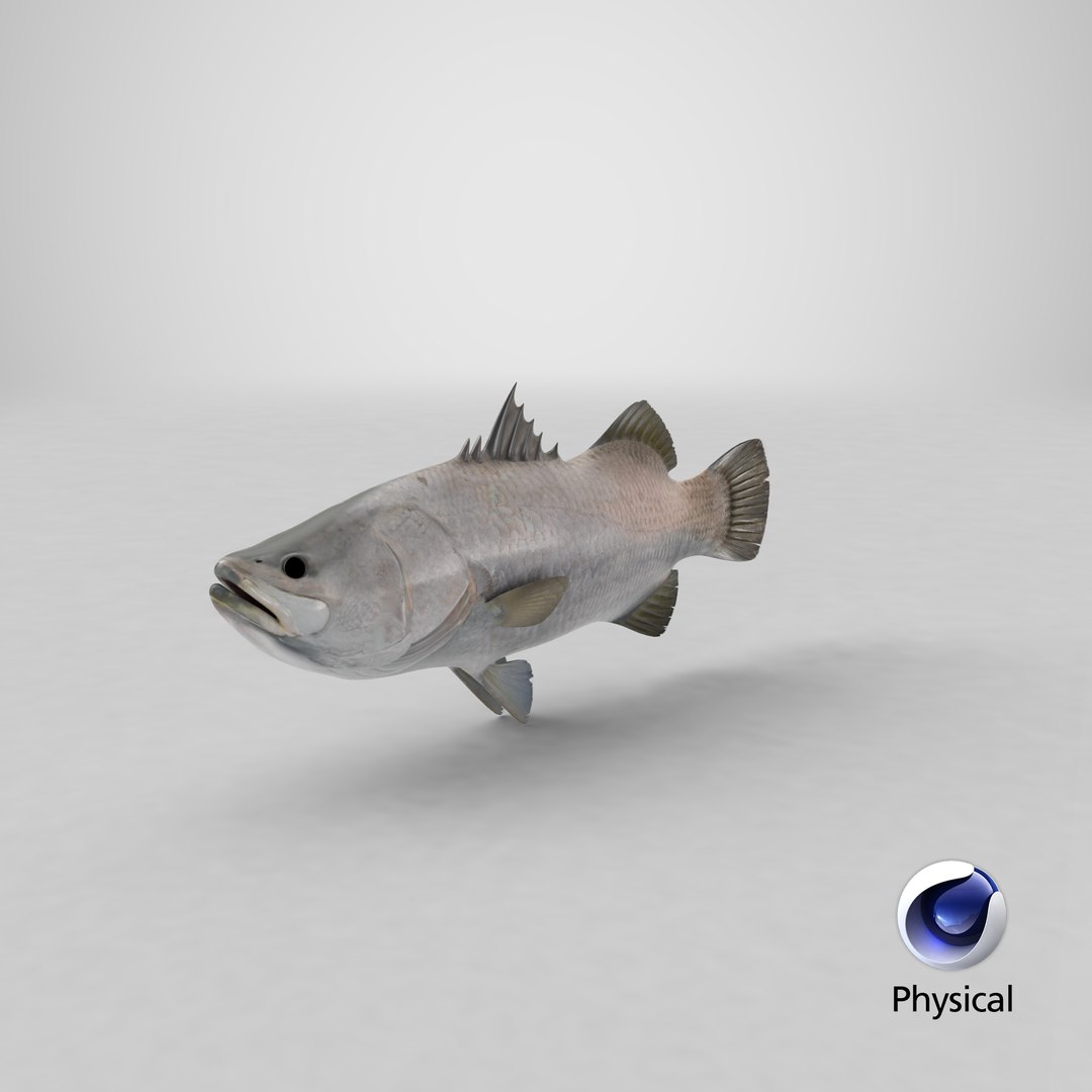 Barramundi lates calcarifer fish 3D model - TurboSquid 1350964