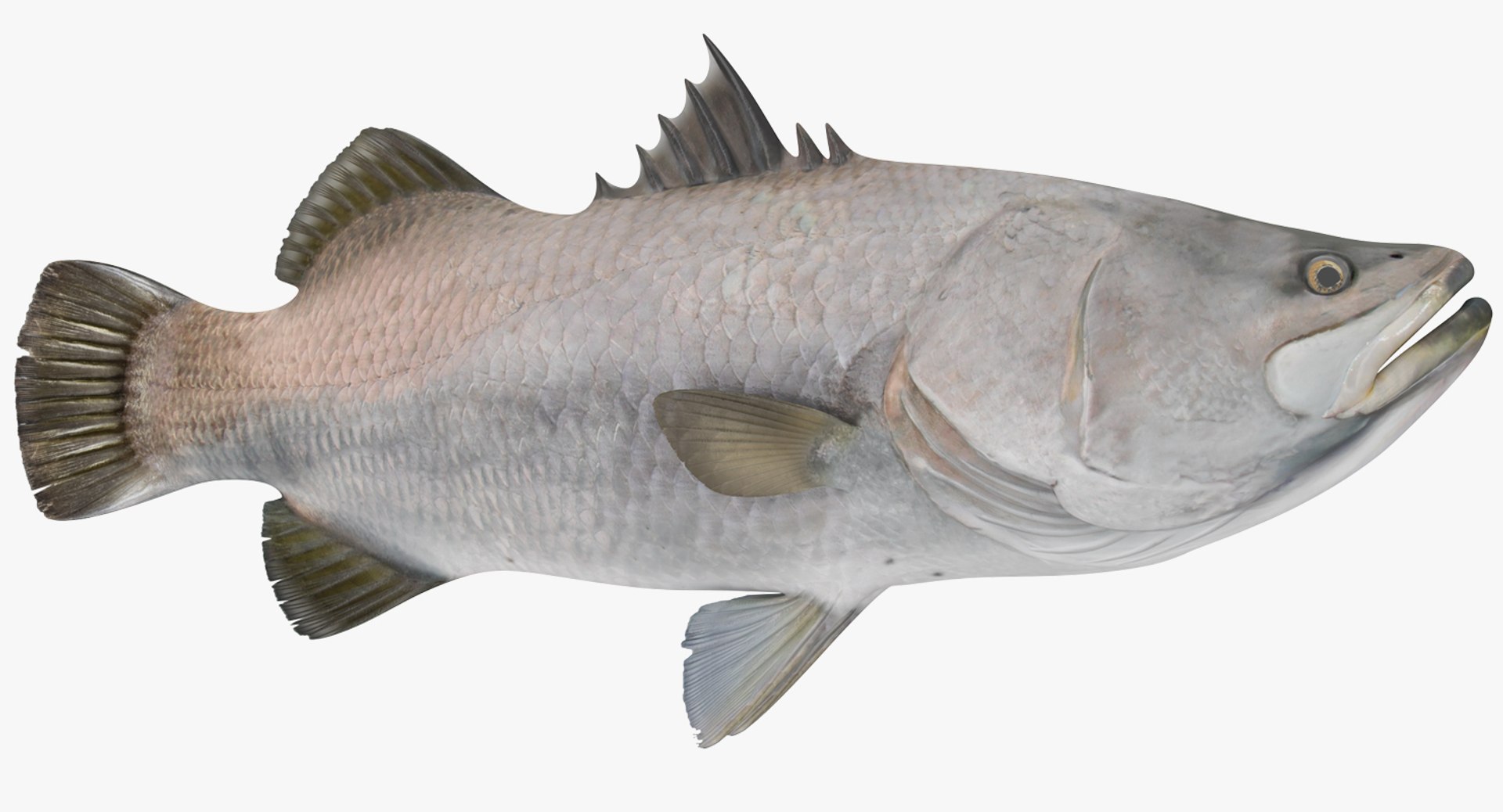 Barramundi lates calcarifer fish 3D model - TurboSquid 1350964