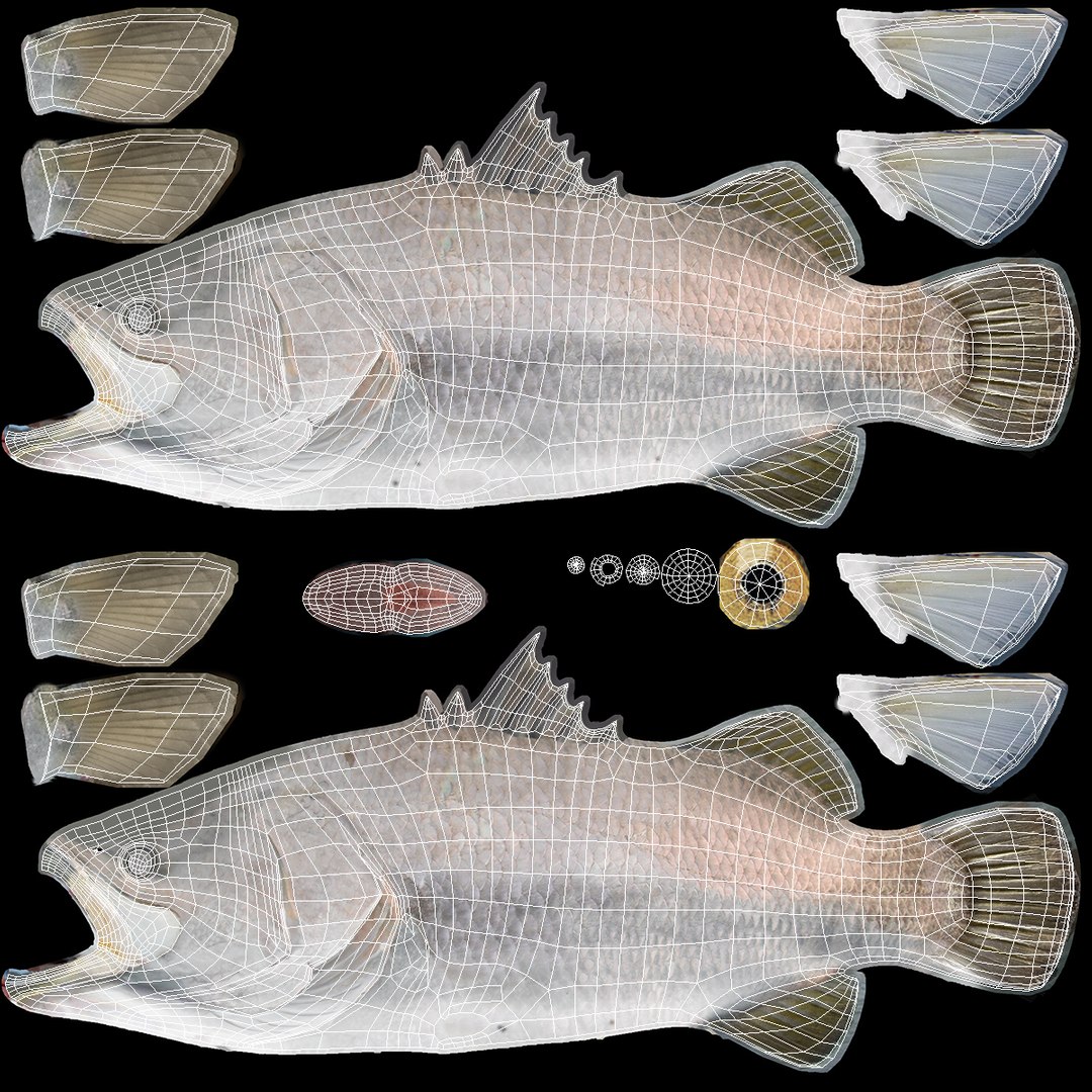 Barramundi lates calcarifer fish 3D model - TurboSquid 1350964