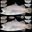 Barramundi lates calcarifer fish 3D model - TurboSquid 1350964