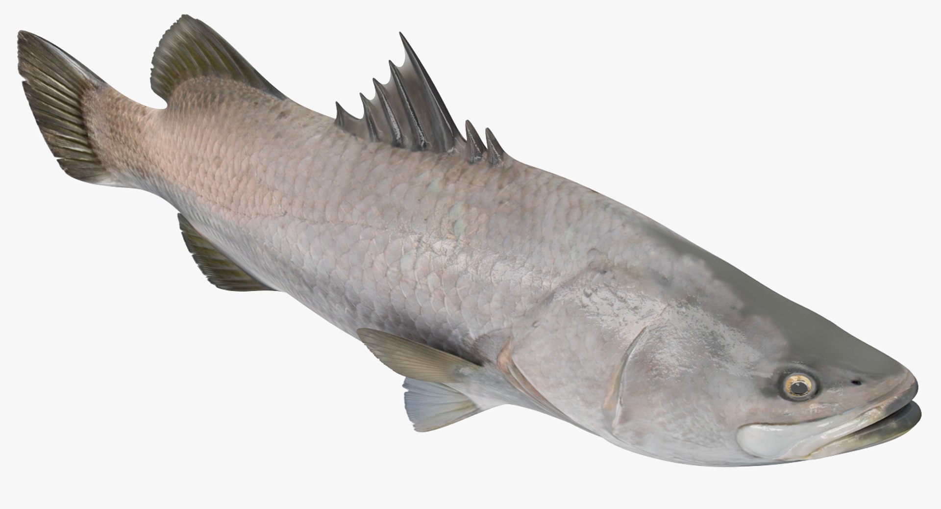 Barramundi lates calcarifer fish 3D model - TurboSquid 1350964