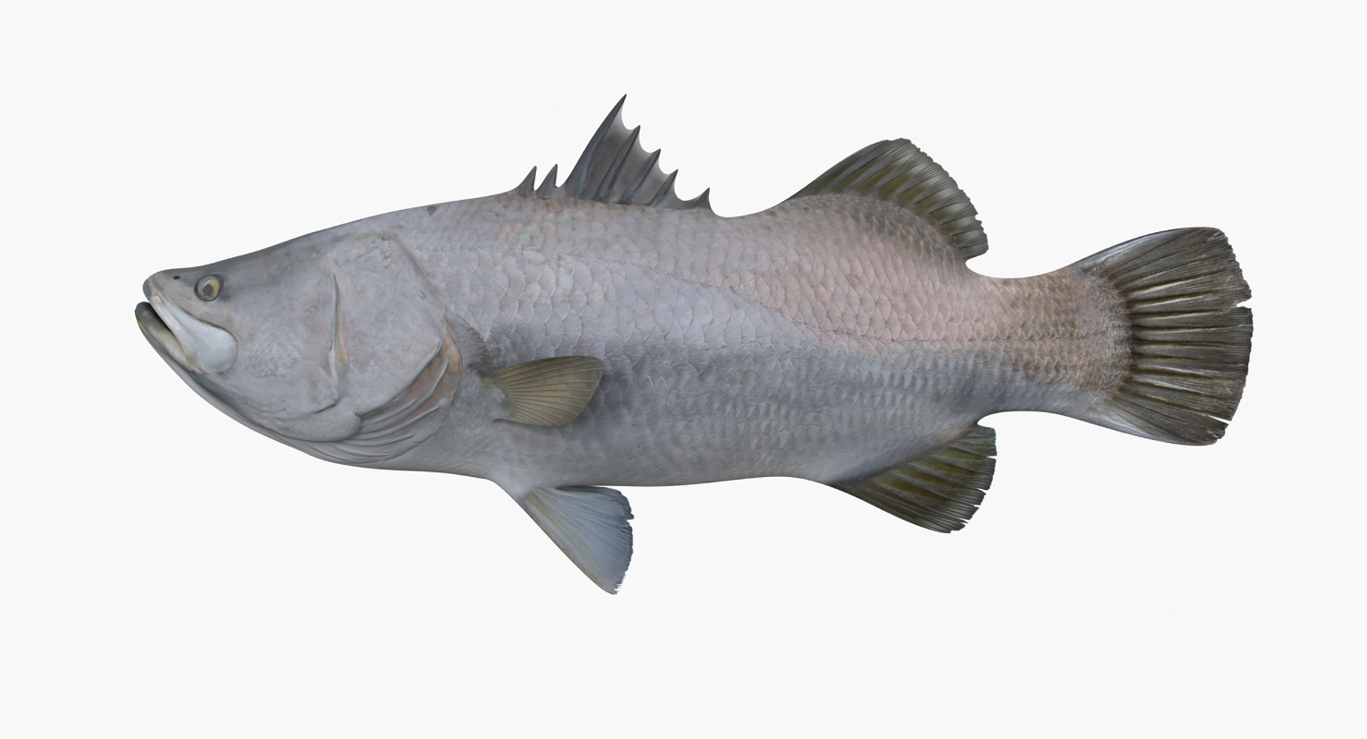 Barramundi lates calcarifer fish 3D model - TurboSquid 1350964