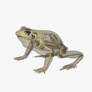 3d Frog Skeleton Model