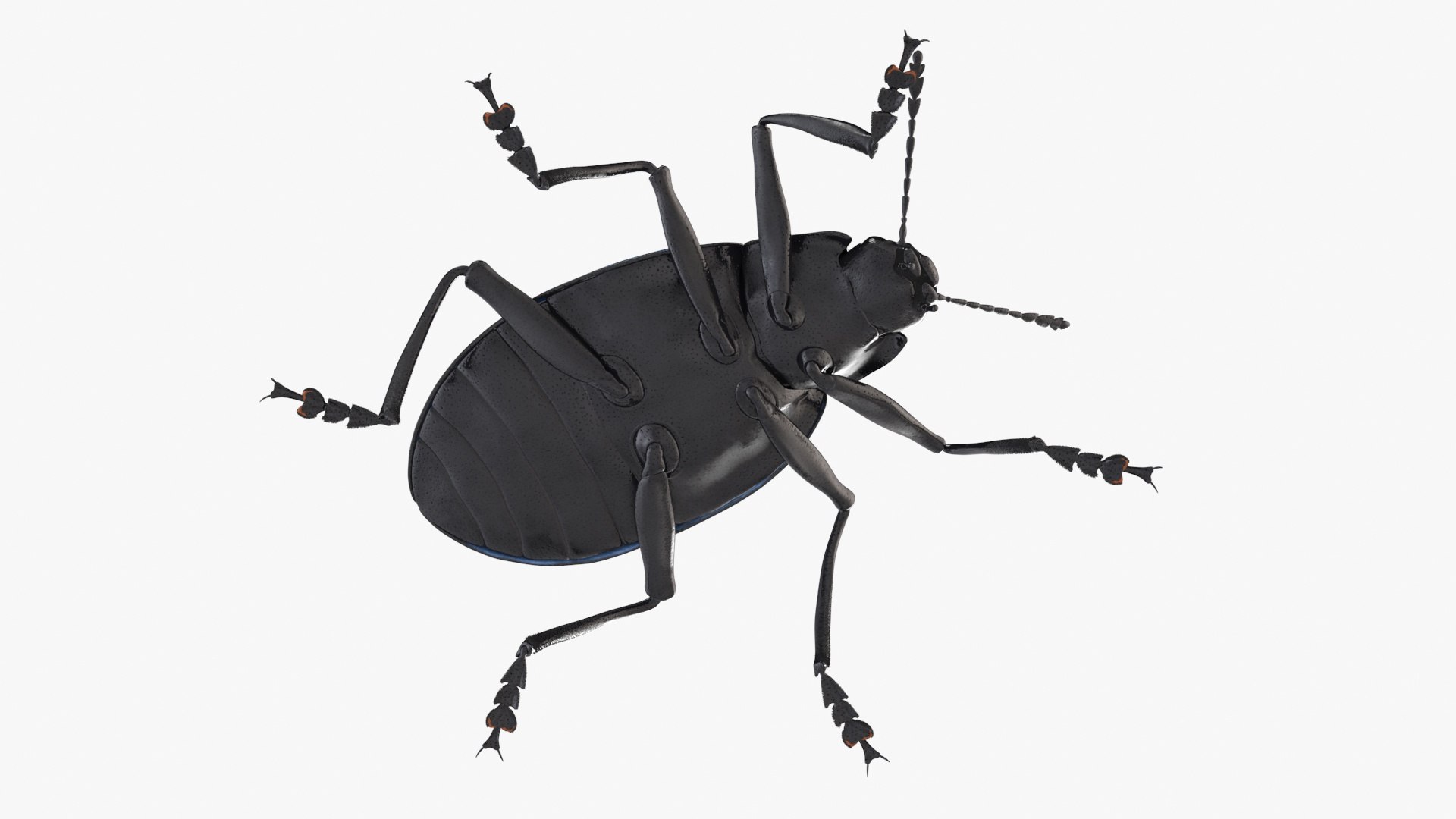 3D Blue Fungus Beetle Insect Fur Rigged - TurboSquid 2267774