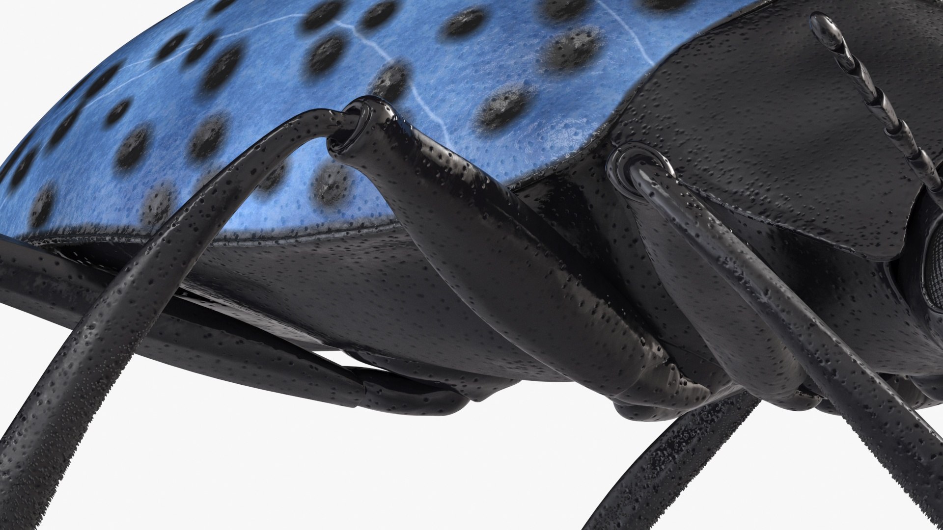 3D Blue Fungus Beetle Insect Fur Rigged - TurboSquid 2267774