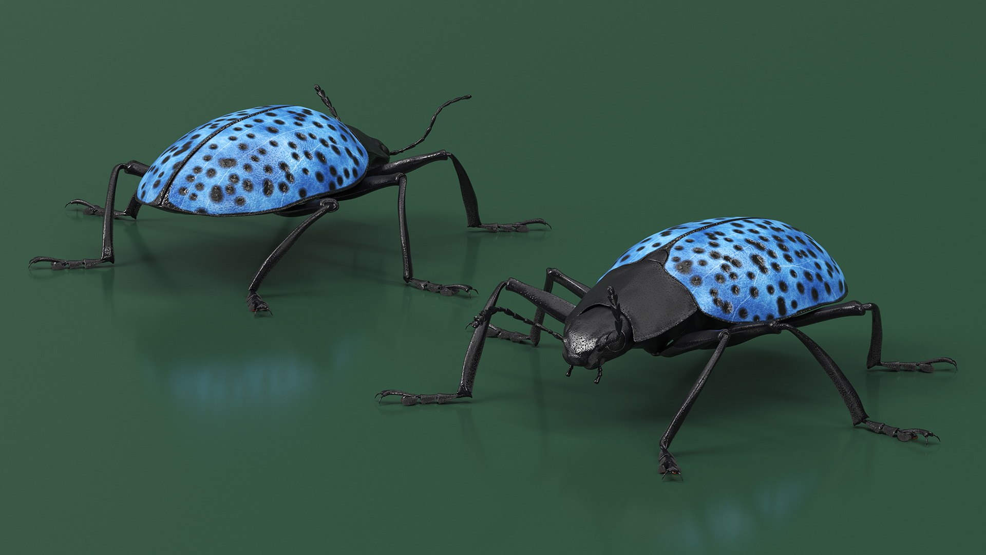 3D Blue Fungus Beetle Insect Fur Rigged - TurboSquid 2267774