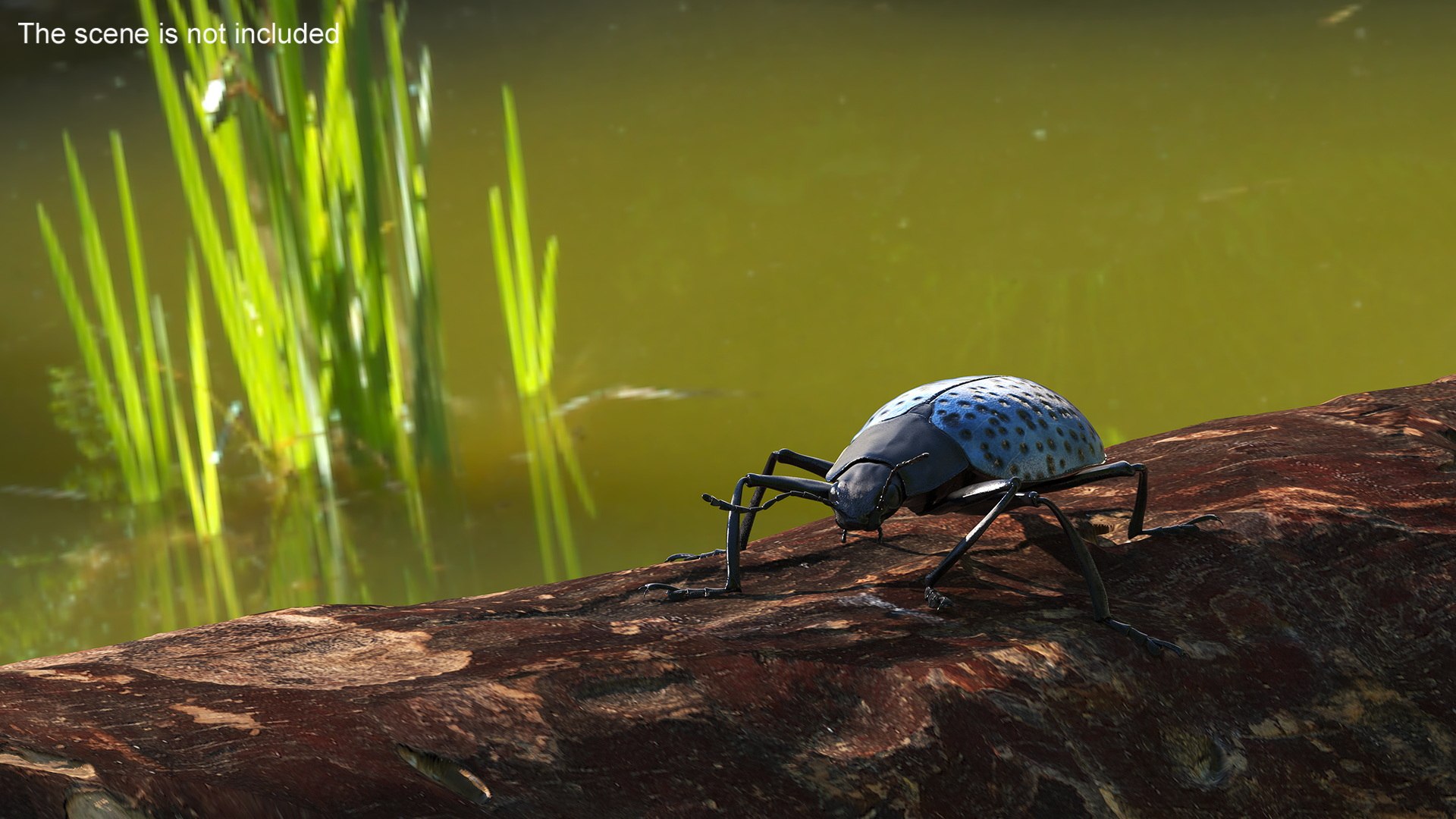 3D Blue Fungus Beetle Insect Fur Rigged - TurboSquid 2267774