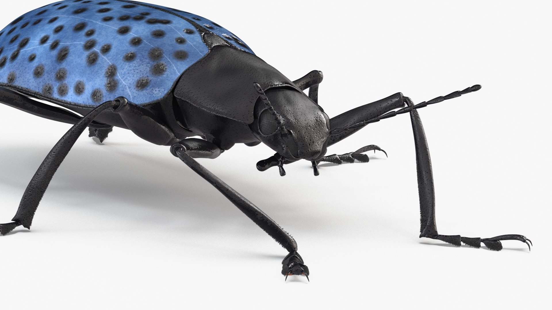 3D Blue Fungus Beetle Insect Fur Rigged - TurboSquid 2267774