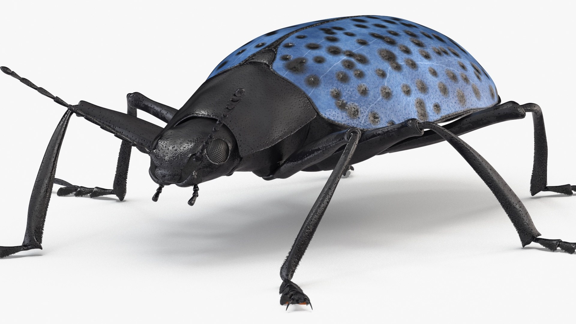 3D Blue Fungus Beetle Insect Fur Rigged - TurboSquid 2267774