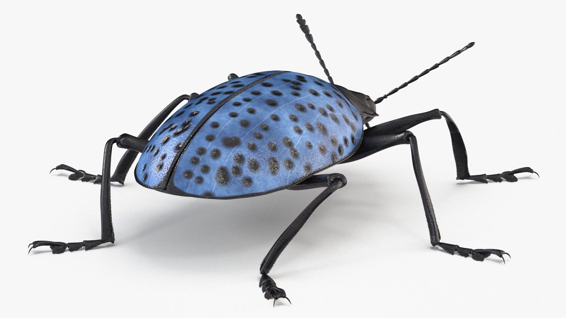 3D Blue Fungus Beetle Insect Fur Rigged - TurboSquid 2267774