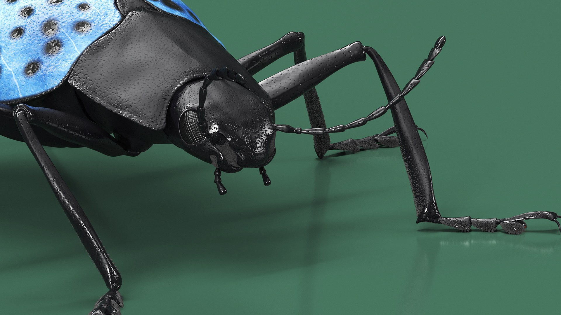 3D Blue Fungus Beetle Insect Fur Rigged - TurboSquid 2267774