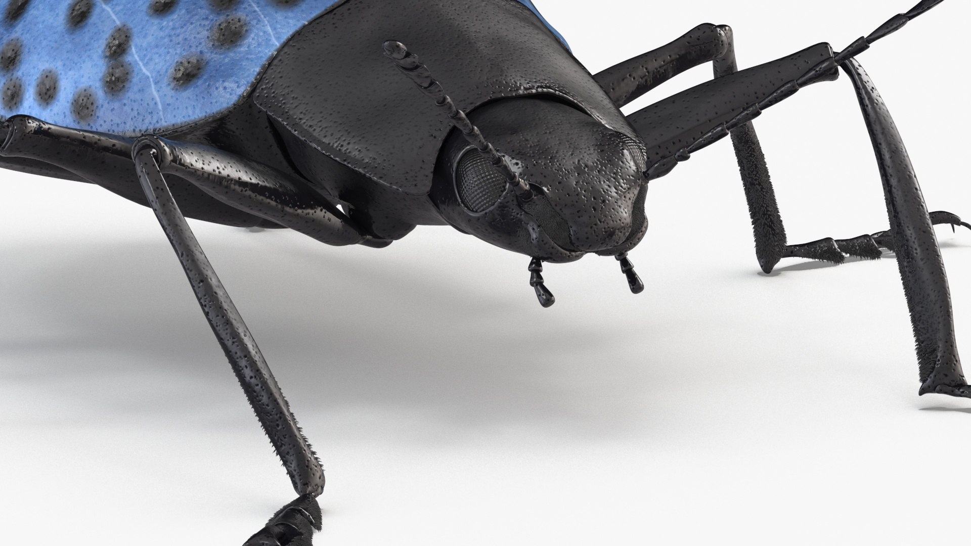 3D Blue Fungus Beetle Insect Fur Rigged - TurboSquid 2267774