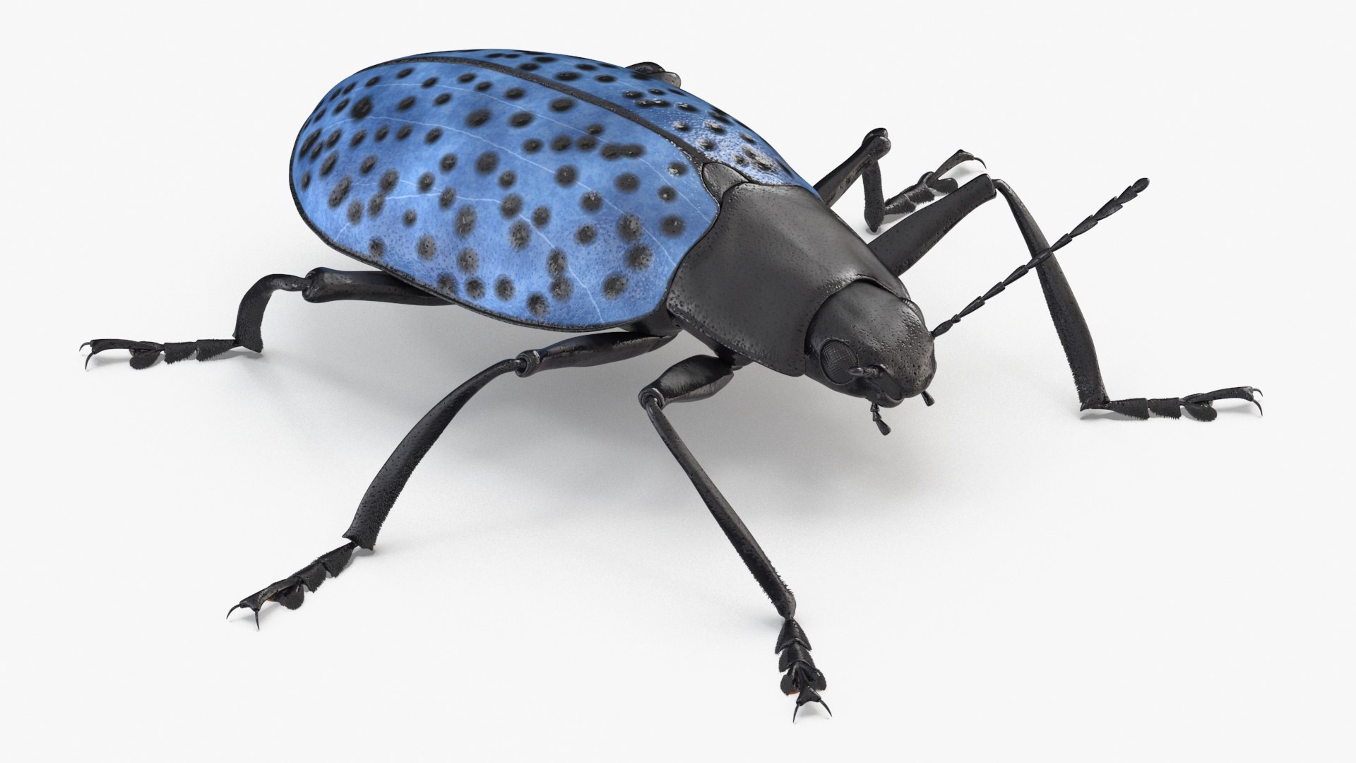 3D Blue Fungus Beetle Insect Fur Rigged - TurboSquid 2267774