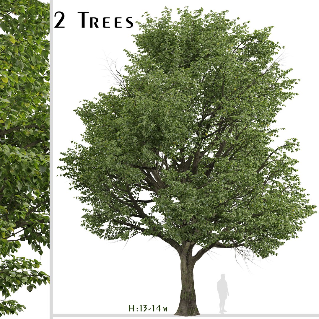 Set Of Silver Linden Or Tilia Tomentosa Tree - 2 Trees 3D Model ...