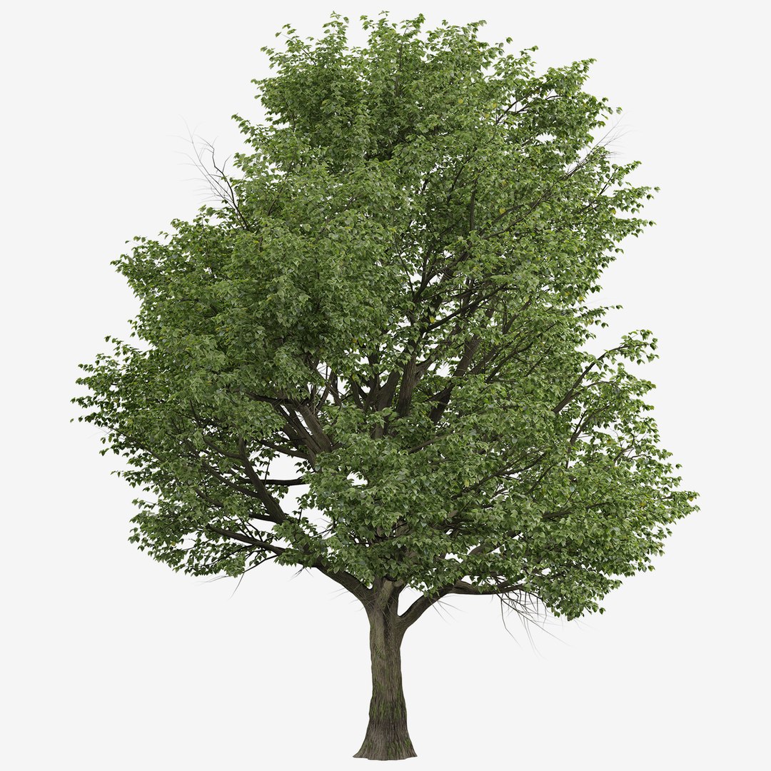 Set Of Silver Linden Or Tilia Tomentosa Tree - 2 Trees 3D Model ...